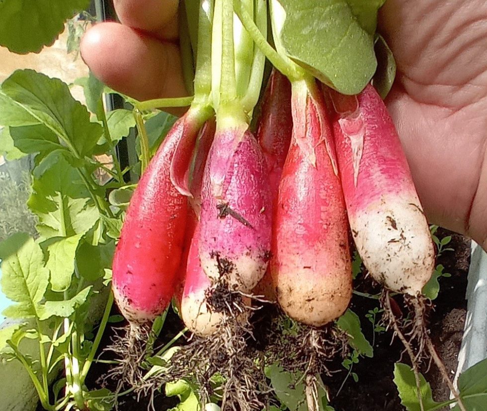 First Produce of the Season - Friends of Dover Castle
